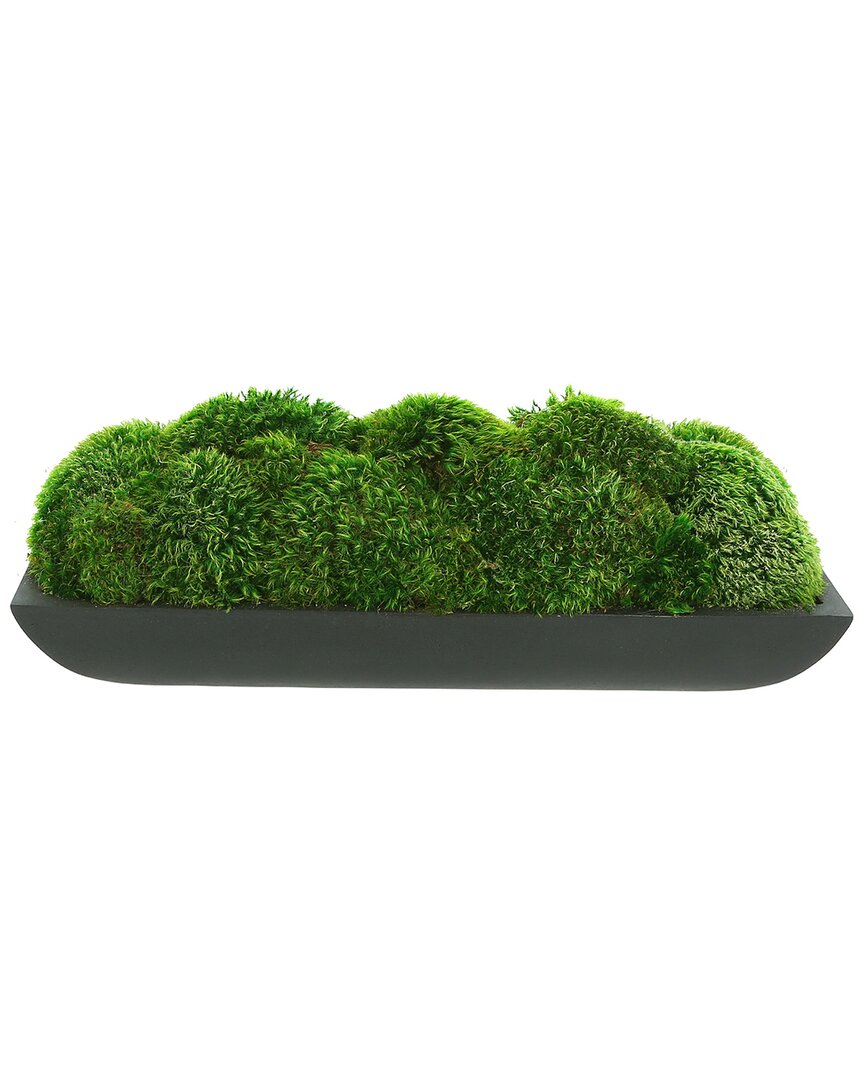 Creative Displays Moss Arrangement In Oblong Planter In Black | ModeSens